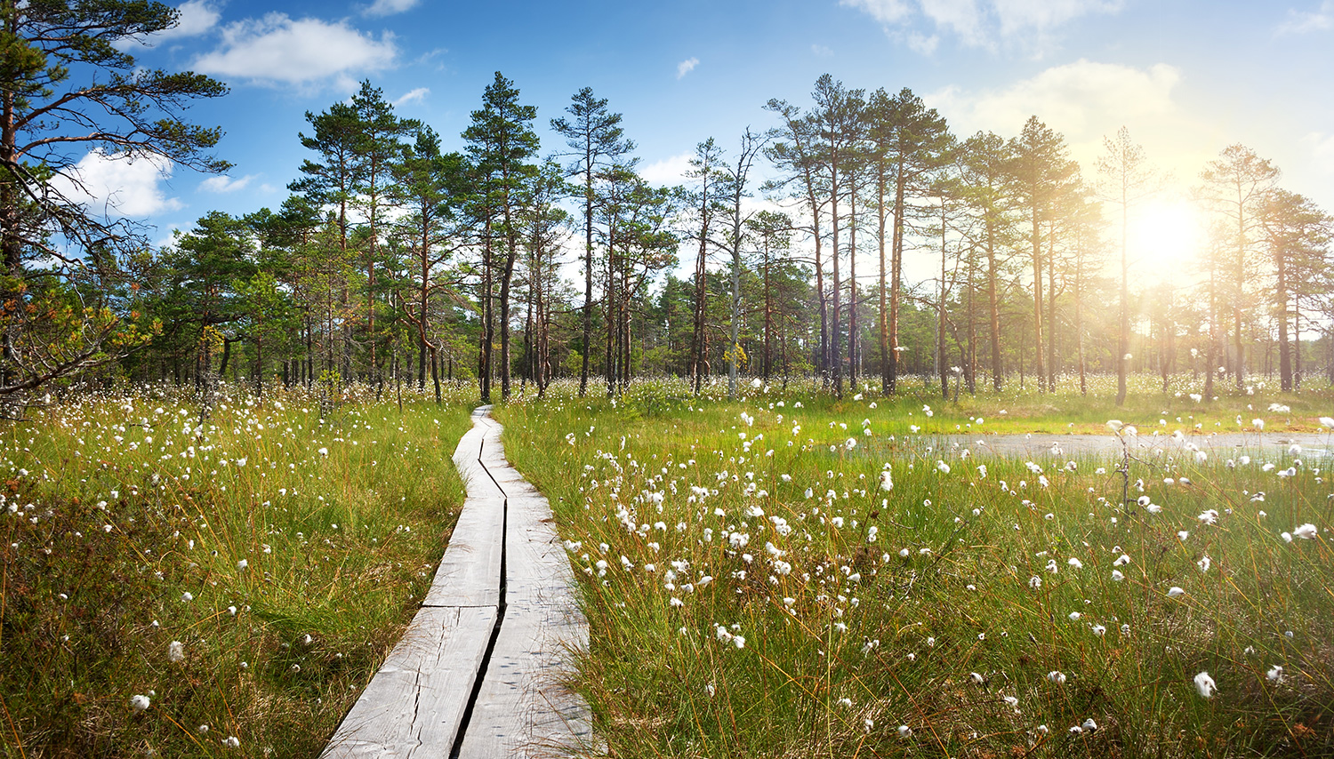 Neįtikėtini faktai apie Estiją – būsite nustebinti | Novaturas