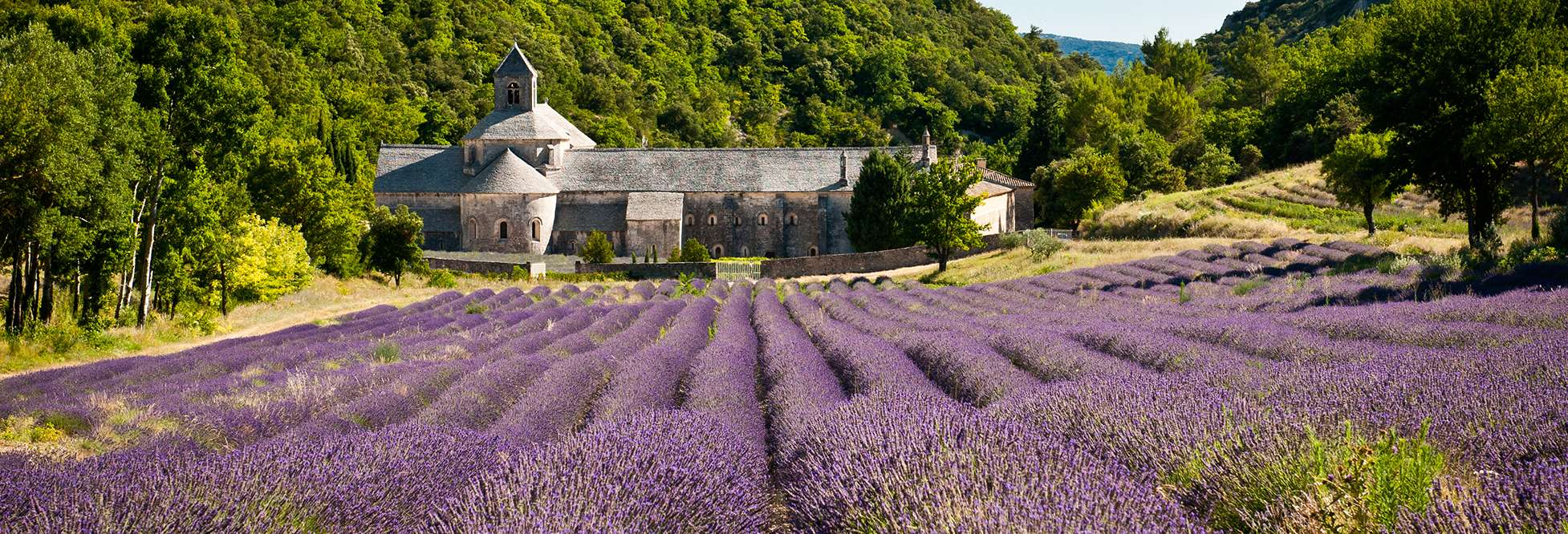 Levandų laukai Provanse – idilija Žemėje | Novaturas